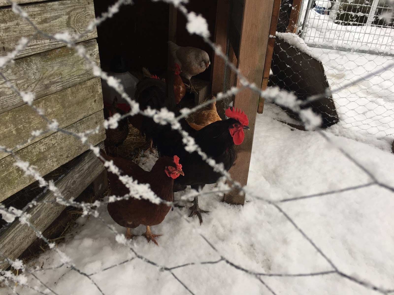 Snow Finally Arrives in February