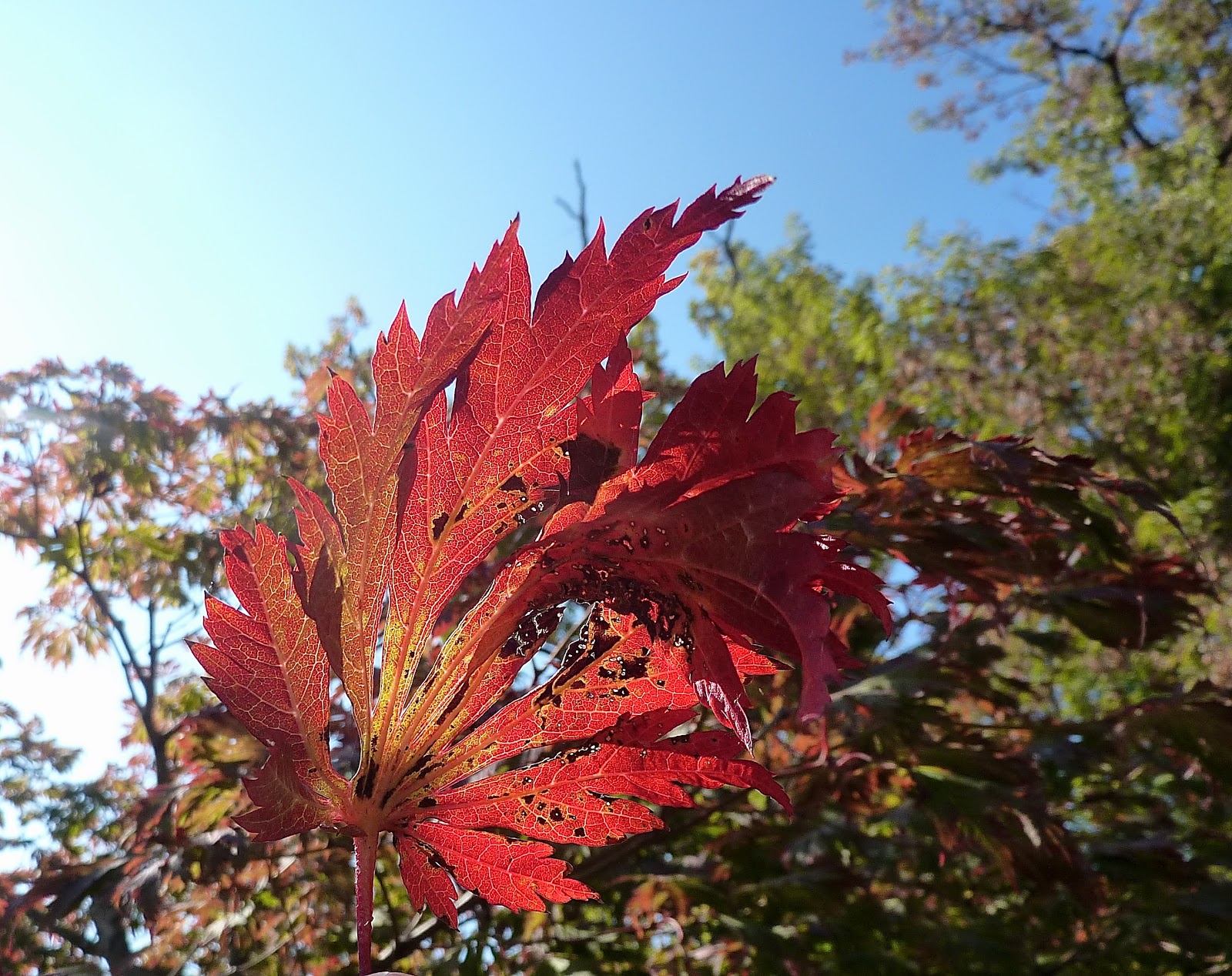 Garden of Reflection: Changing Seasons