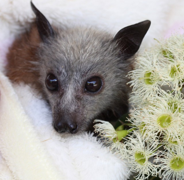 Premature bat pup finally ready for release Megabat Flying fox Fruit bat