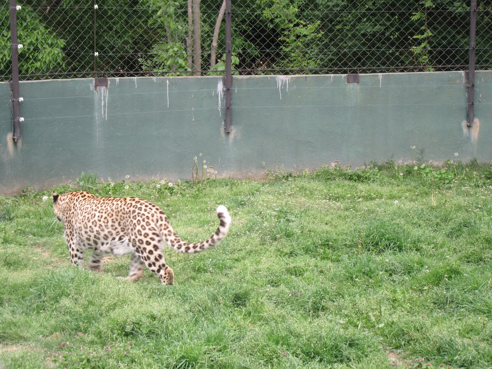 McLauchlan's North Macedonian Musings: Skopje Zoo: Lions, Tigers, and ...