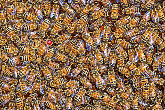 Localopolis: 83. Honeybee democracy and beecision making