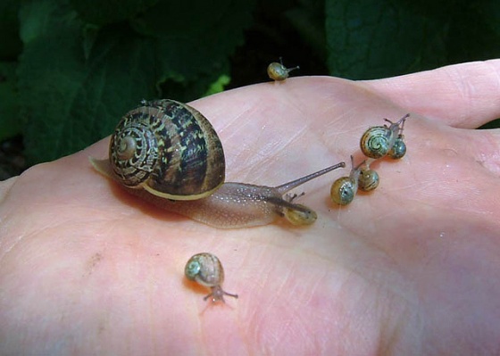 Puppy Love Preschool: Sunday Sweetness: Adorable Baby Snails
