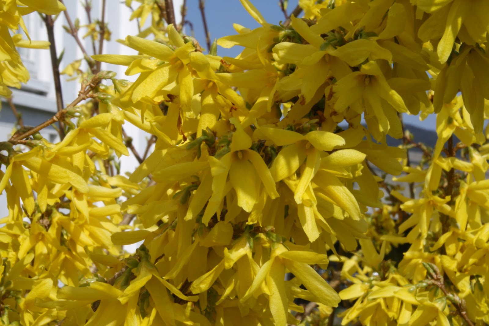 Planter i bestemors hage: Gullbusk, Forsythia hybride