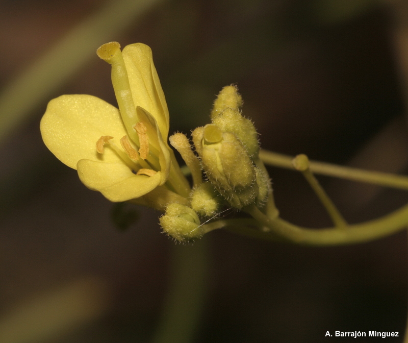 Naturaleza Viva: Diplotaxis harra (Forssk.) Boiss. subsp. lagascana (DC ...