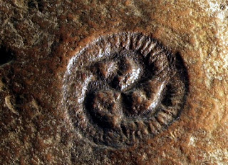 Life Before the Dinosaurs: Tribrachidium.