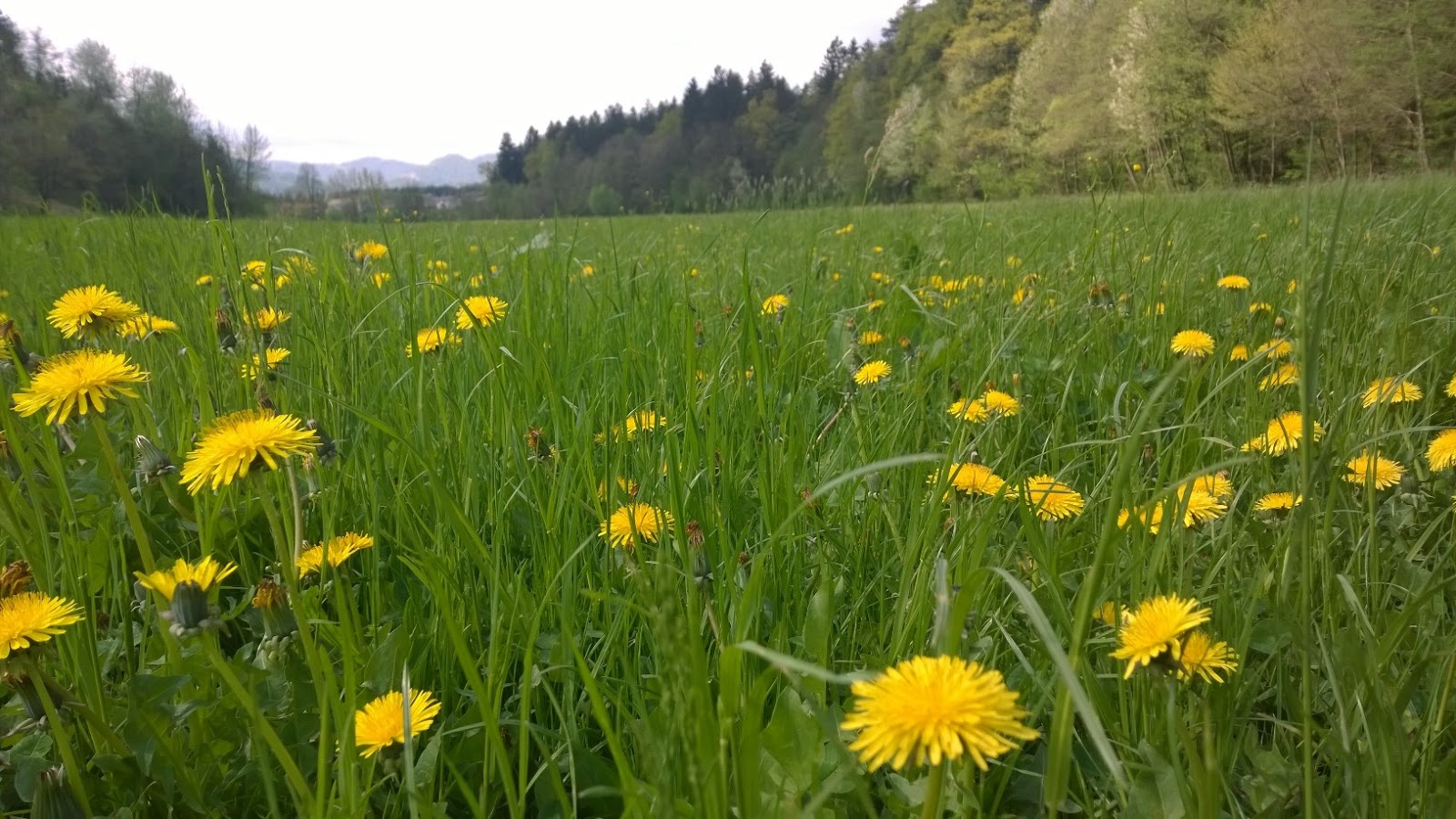 Naturalicious : Regrat