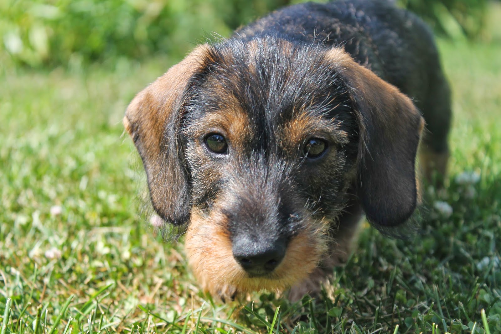 Mauri Mäyräkoira: Mauri