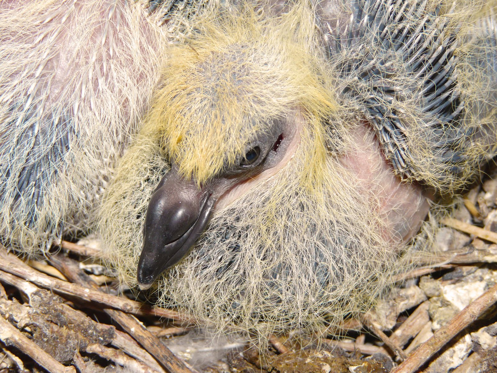 LA MEMORIA DE LOS MOMENTOS: Reflexiones de un pichón.