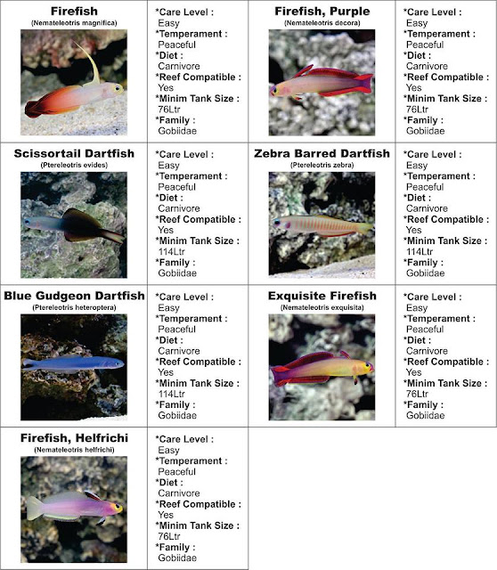 hardy boy: Coral Reef Fish Names