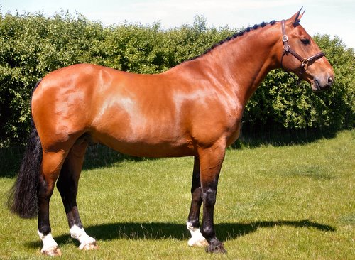 Horse Life and Love: Irish Draught Horses