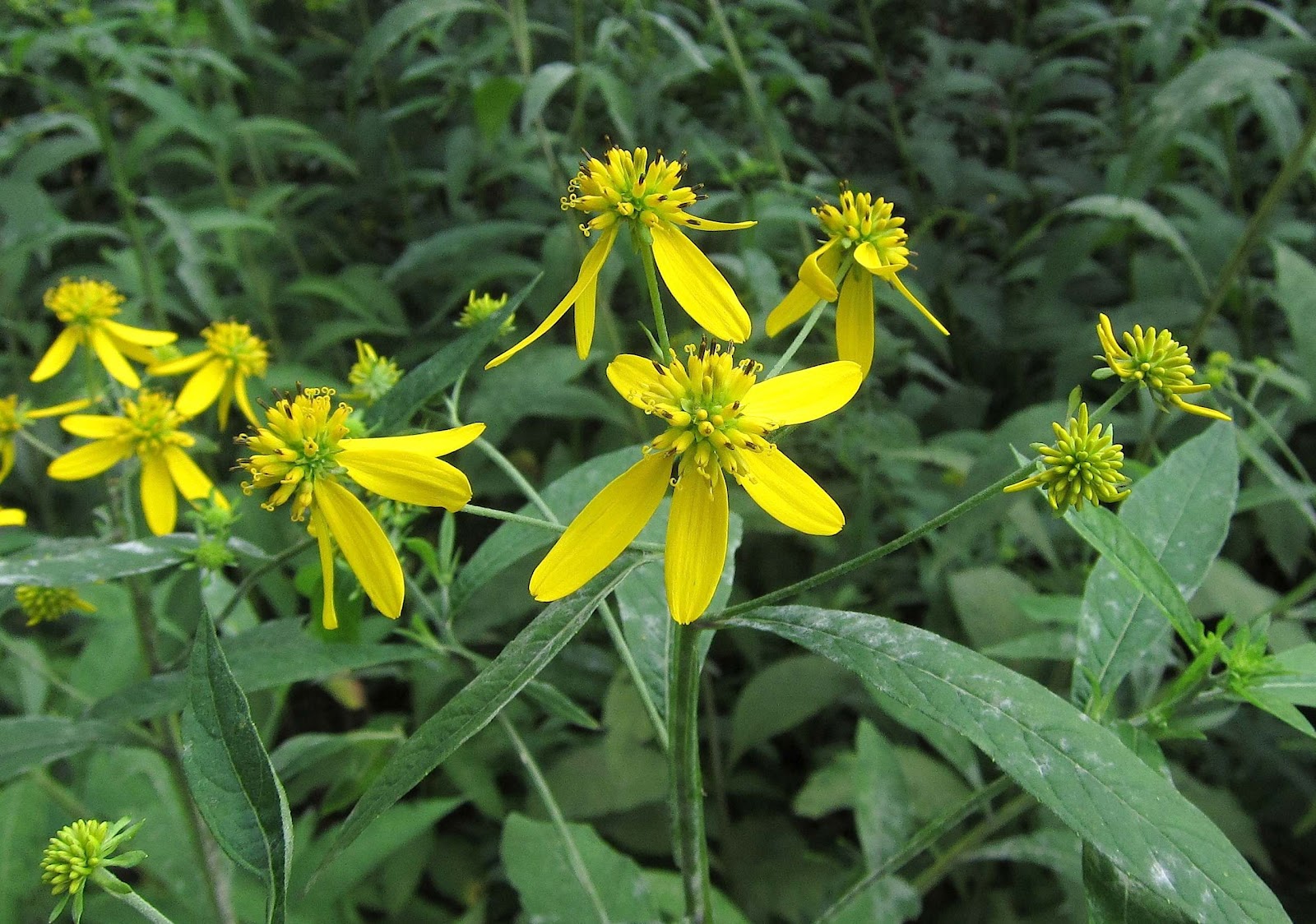 Saratoga woods and waterways: Catching Up