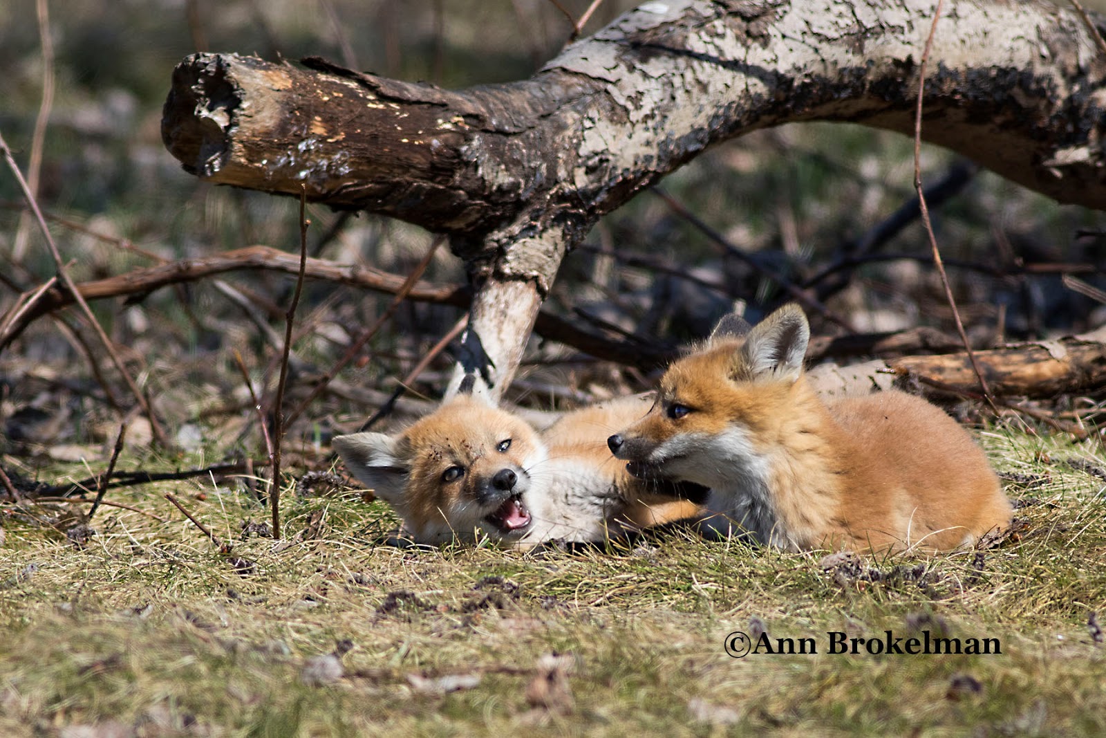 Ann Brokelman Photography: Red Fox kits playing fighting and having fun