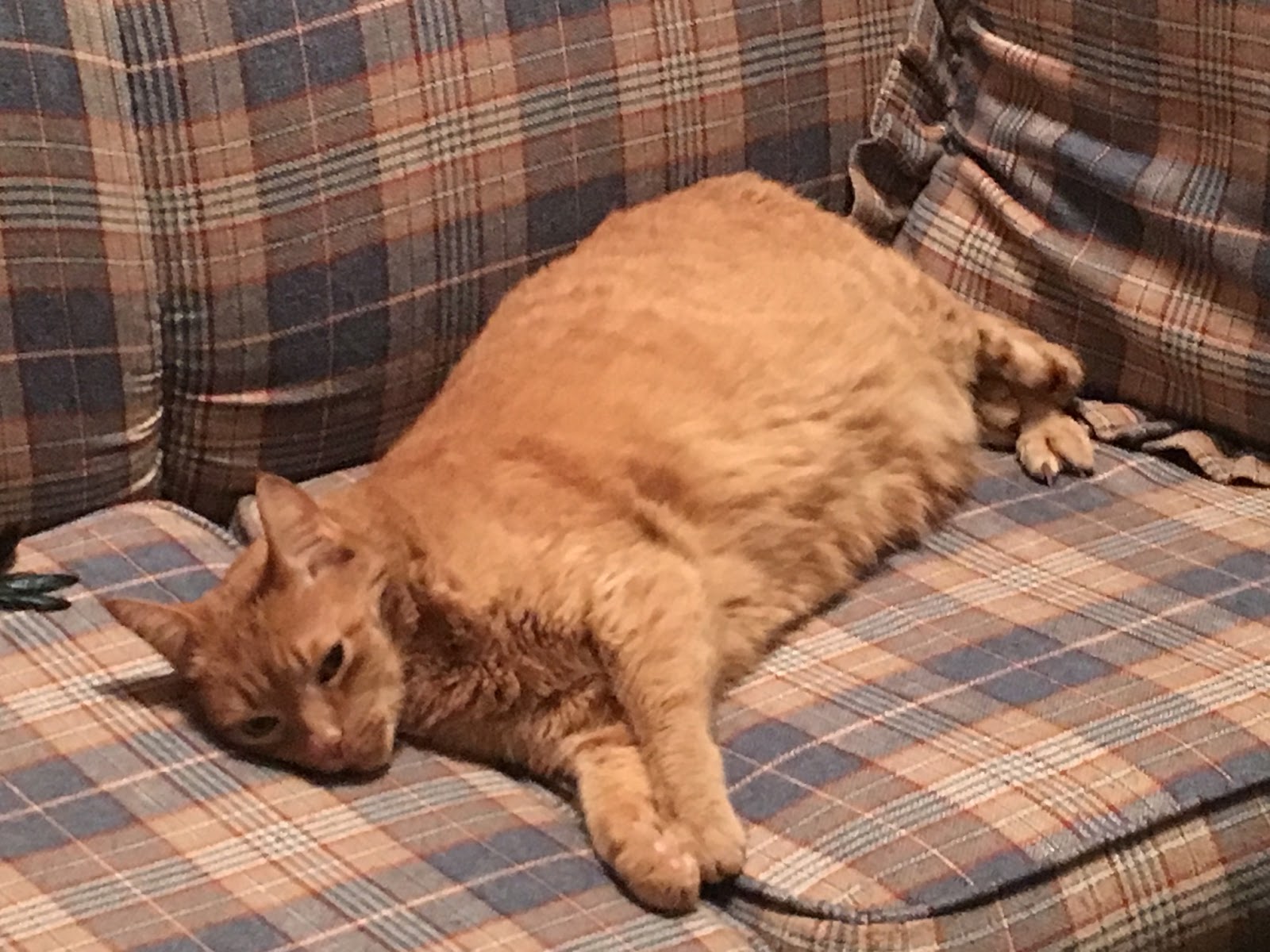 Dr Pongo's Virtual Forest: Niko's Blog