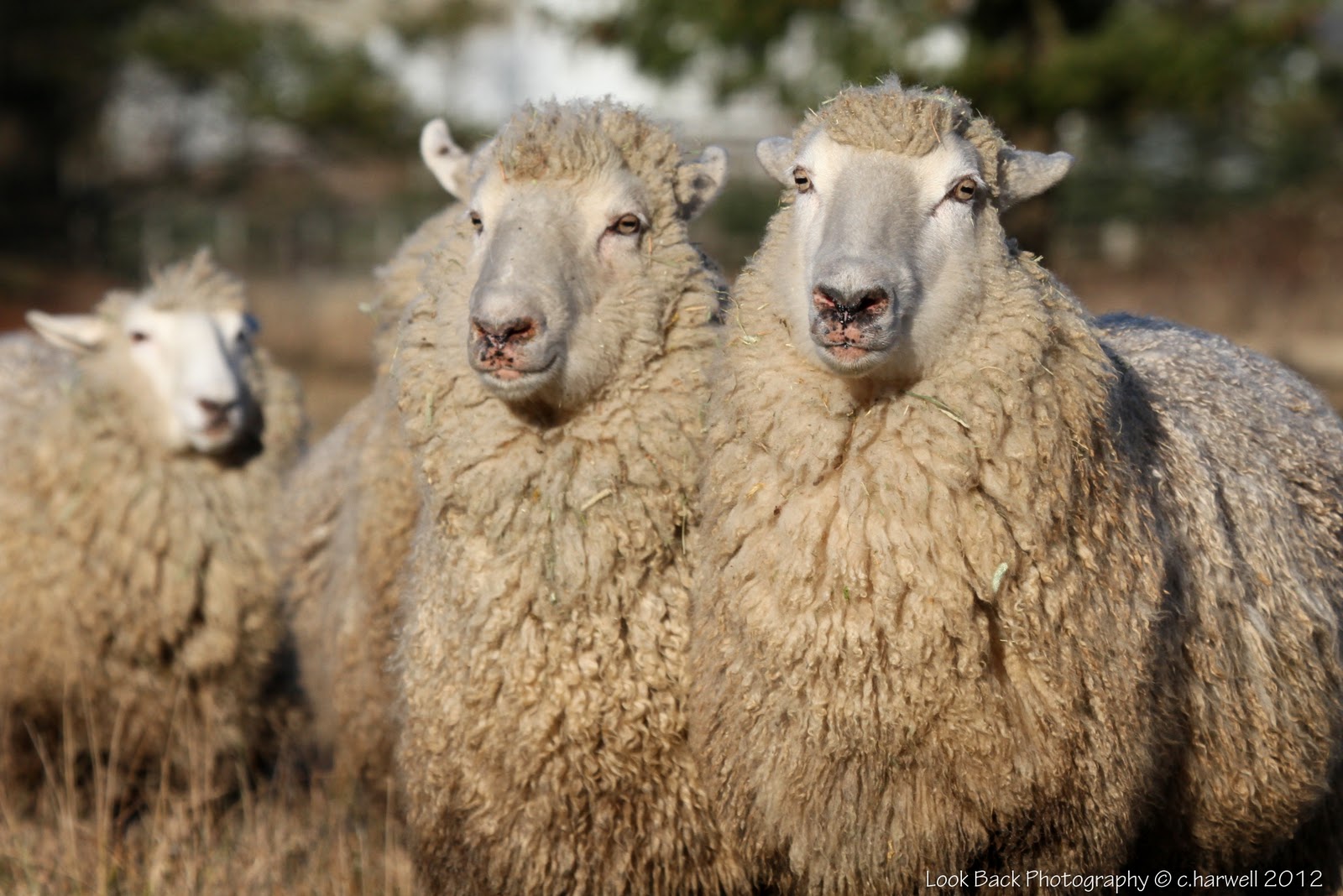 BCxFour: January 2012