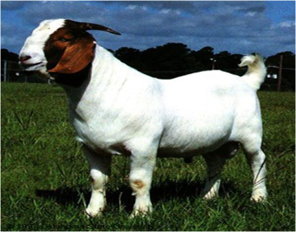 GENETIC IMPROVEMENT FOR AFRICA: Goat Breeds Upgrading for Meat ...