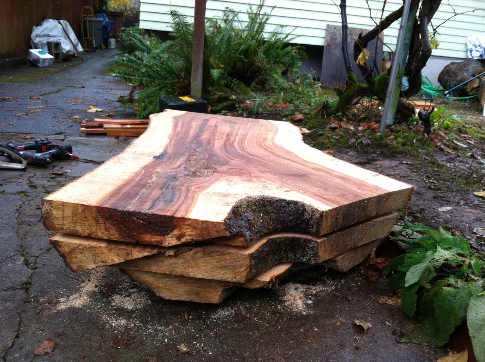Five Fifths Furniture: The largest Apple tree in the world meets its match