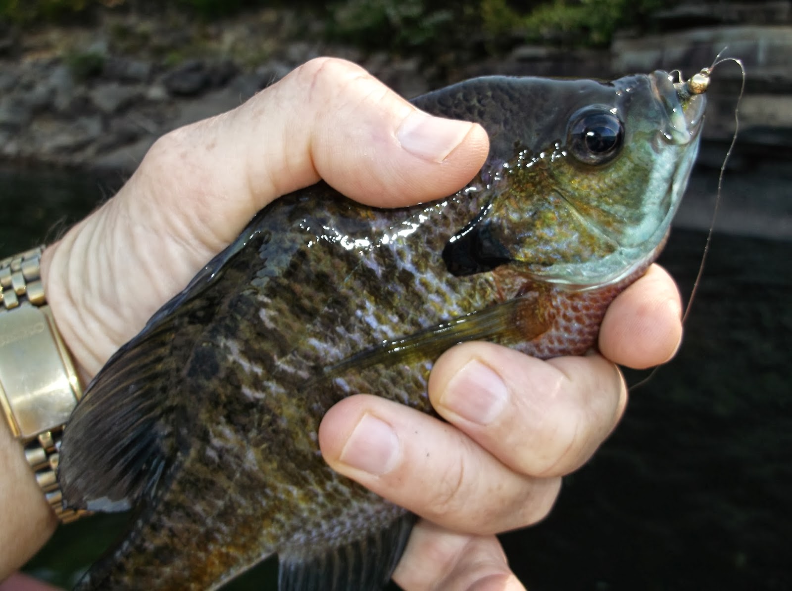 Fishing Through Life: Using the Boggle Bug Popper for Some Fall Fly Fishing