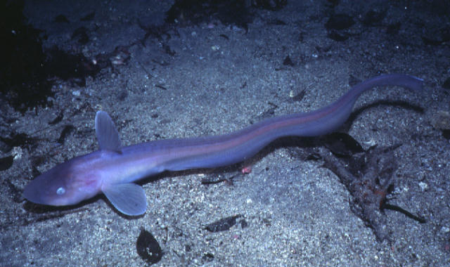 Jellynose fish - Alchetron, The Free Social Encyclopedia