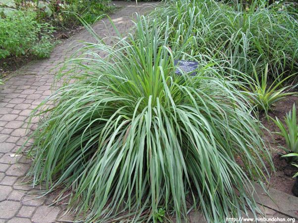 Herbario Virtual: Limoncillo