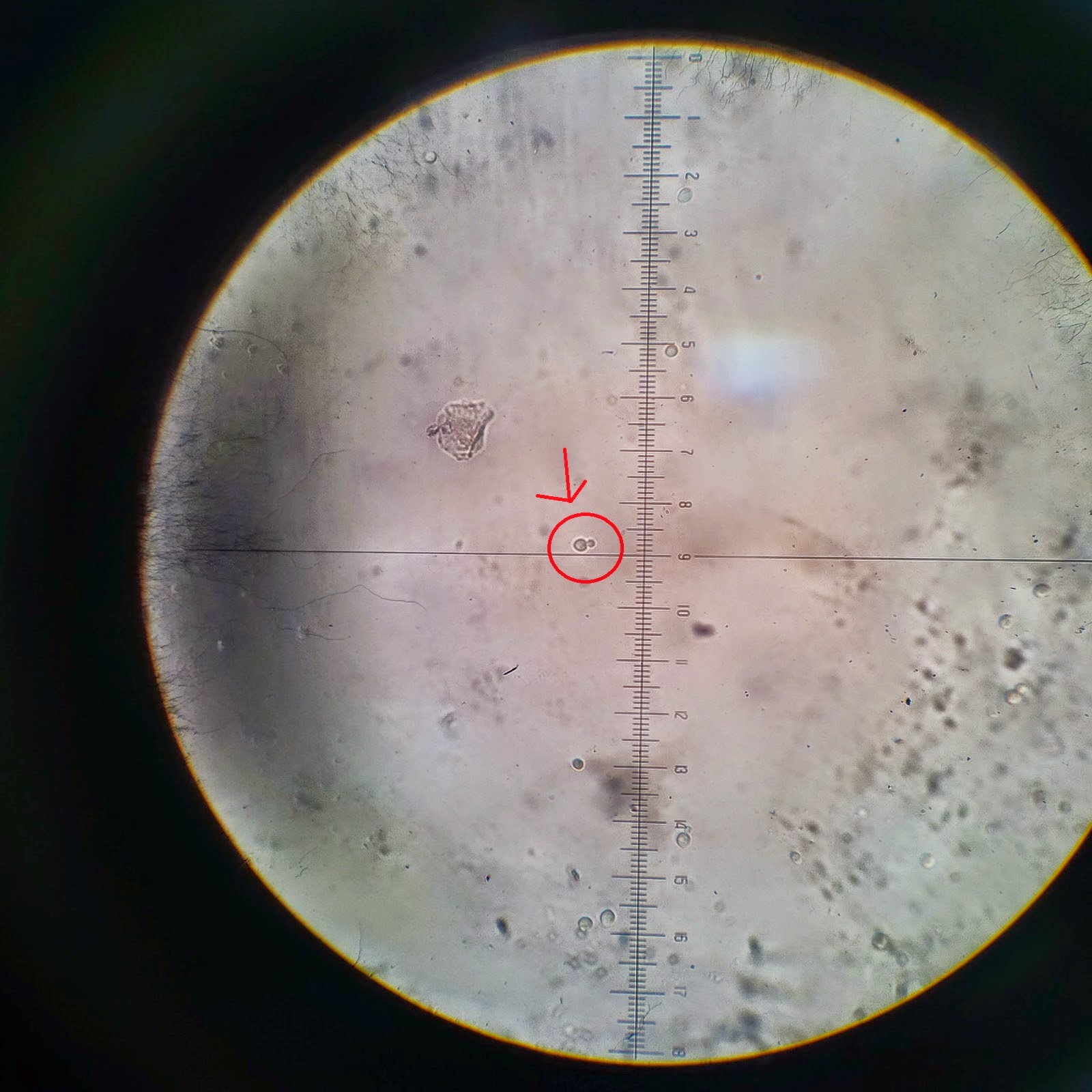 Lab IBG102: November 2014