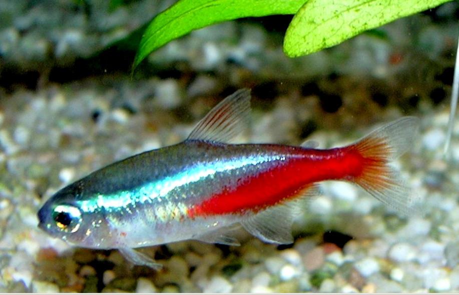 La vie de mon aquarium: Néon Innesi