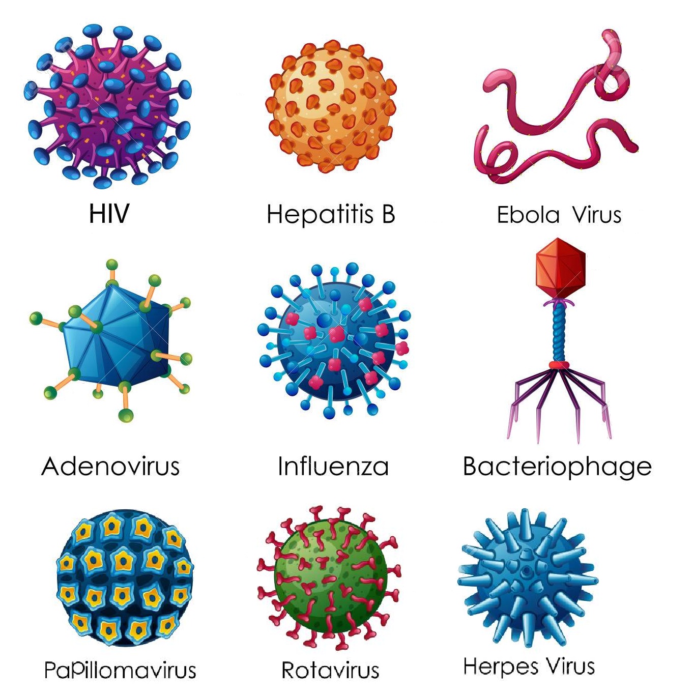 CIENCIA EN LA WEB: Dibujos de diferentes tipos de virus CIENCIA EN LA WEB: Dibujos de diferentes tipos de virus