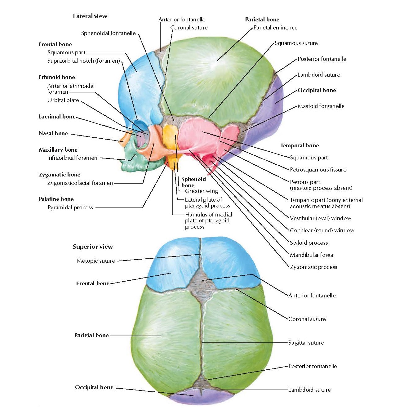 Skull of Newborn Anatomy - pediagenosis