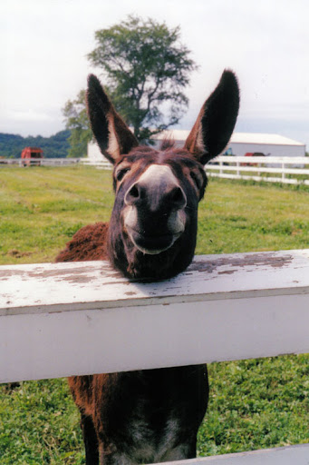 ezhan-artwork: Bila Haiwan Tersenyum Riang