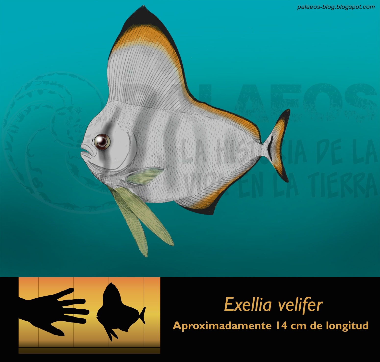 Palaeos, la historia de la Vida en la Tierra: PALEOFICHA: Exellia spp.