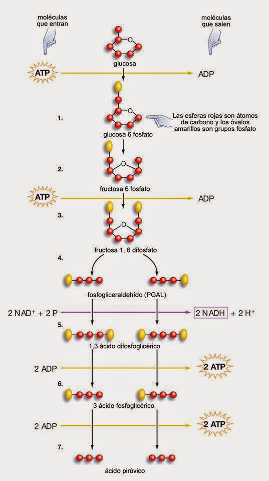 Biología Celular: Glucolisis