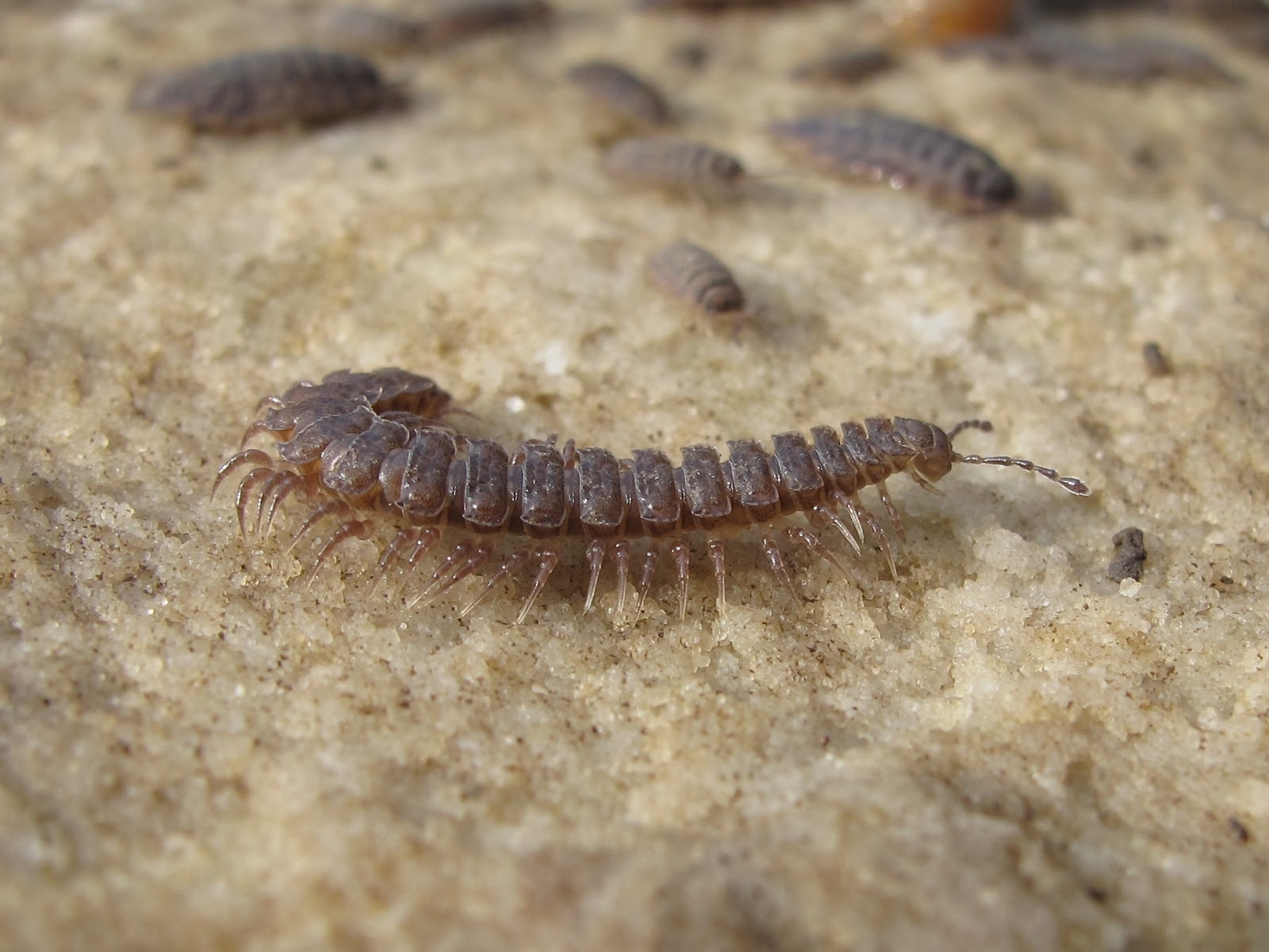 BugBlog: Cemetery Bugs