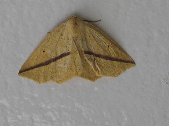 Dispatches from Can of Duck: A Moth Morning