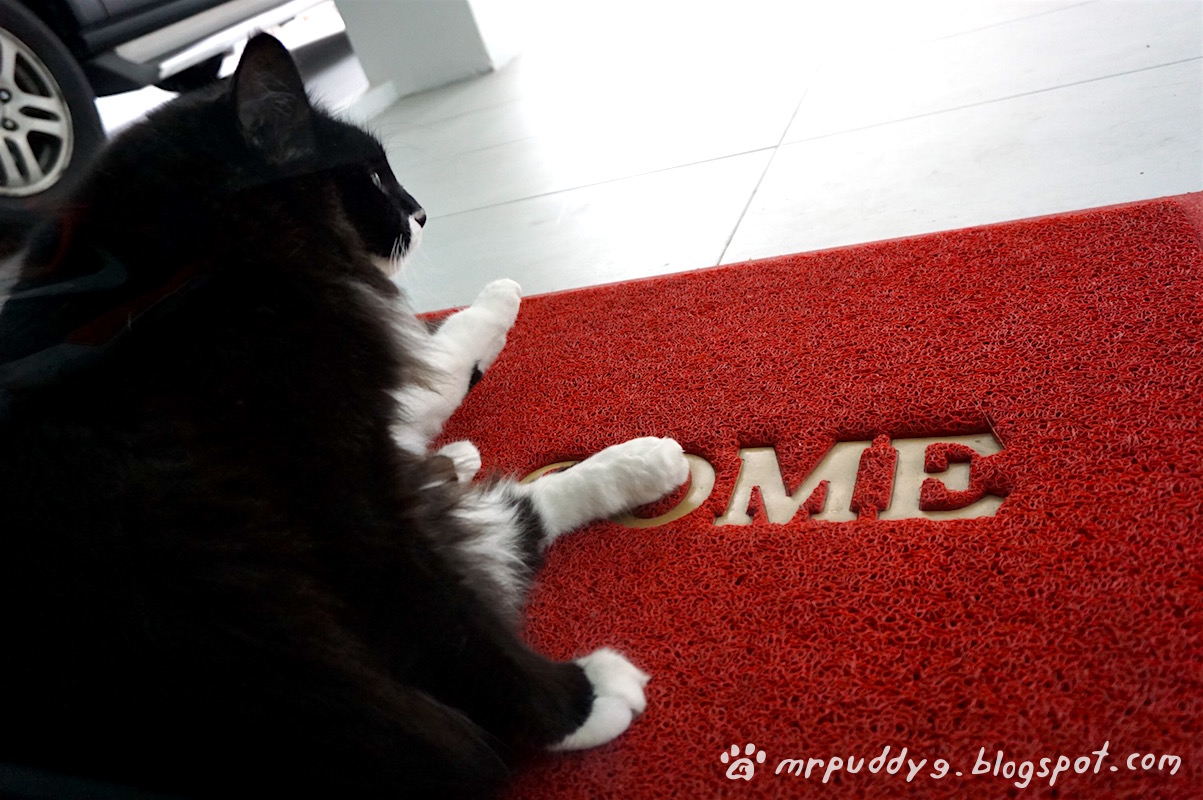 Mr. Puddy +: Quotes from The Red C̶a̶r̶p̶e̶t̶ Mat