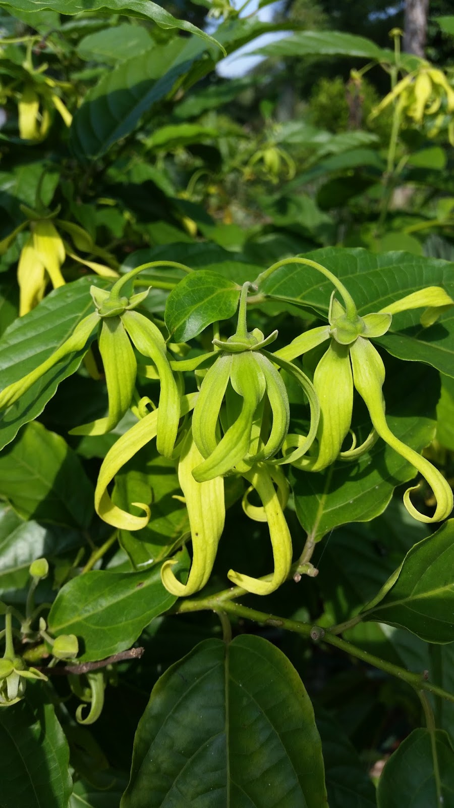 Warisan Petani: Pokok Kenanga.