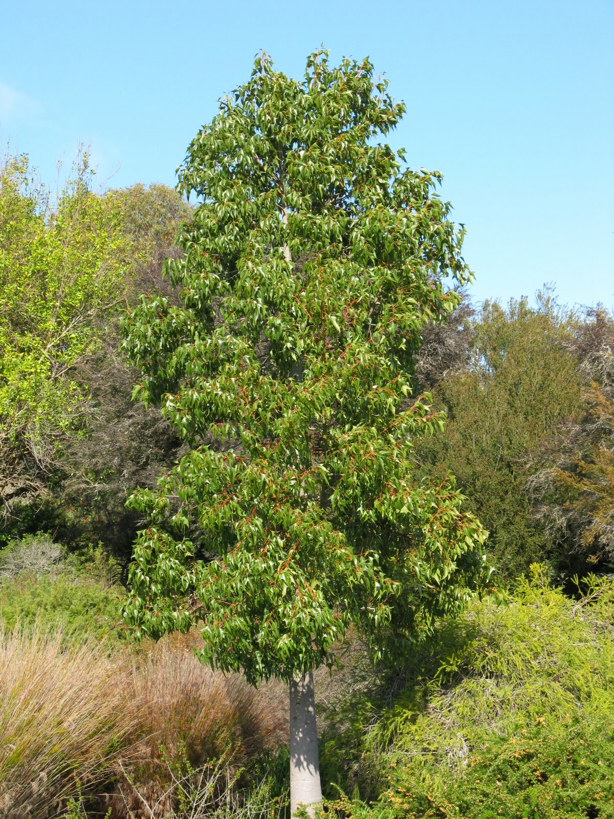 Trees of Santa Cruz County: Brachychiton populneus - Bottle Tree