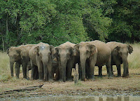 Yala Forest Reserve - Sri Lanka information in one place......