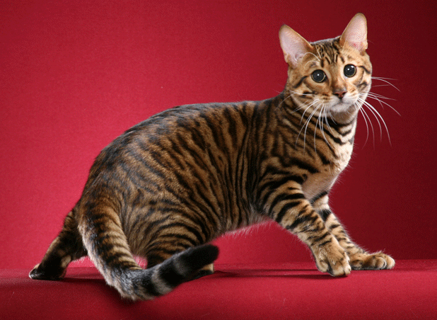 Kucing Toyger Yang Mirip Dengan Kucing Bengal ~ Foto Kucing