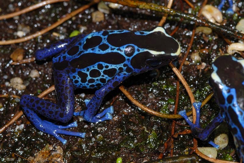 Dendroland: Dendrobates Tinctorius, sus morphos y variedades de color.