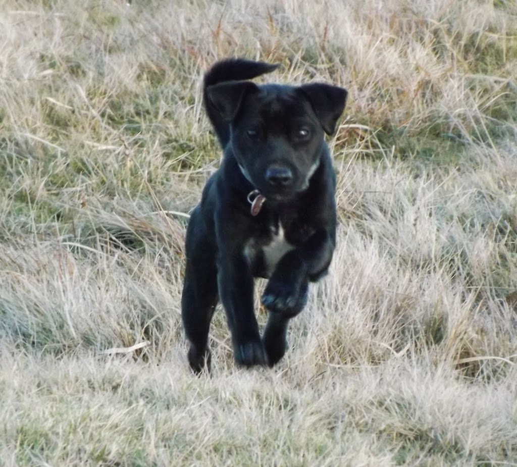 Dartmoor Ramblings: MEERDOG WELCOMES 2014