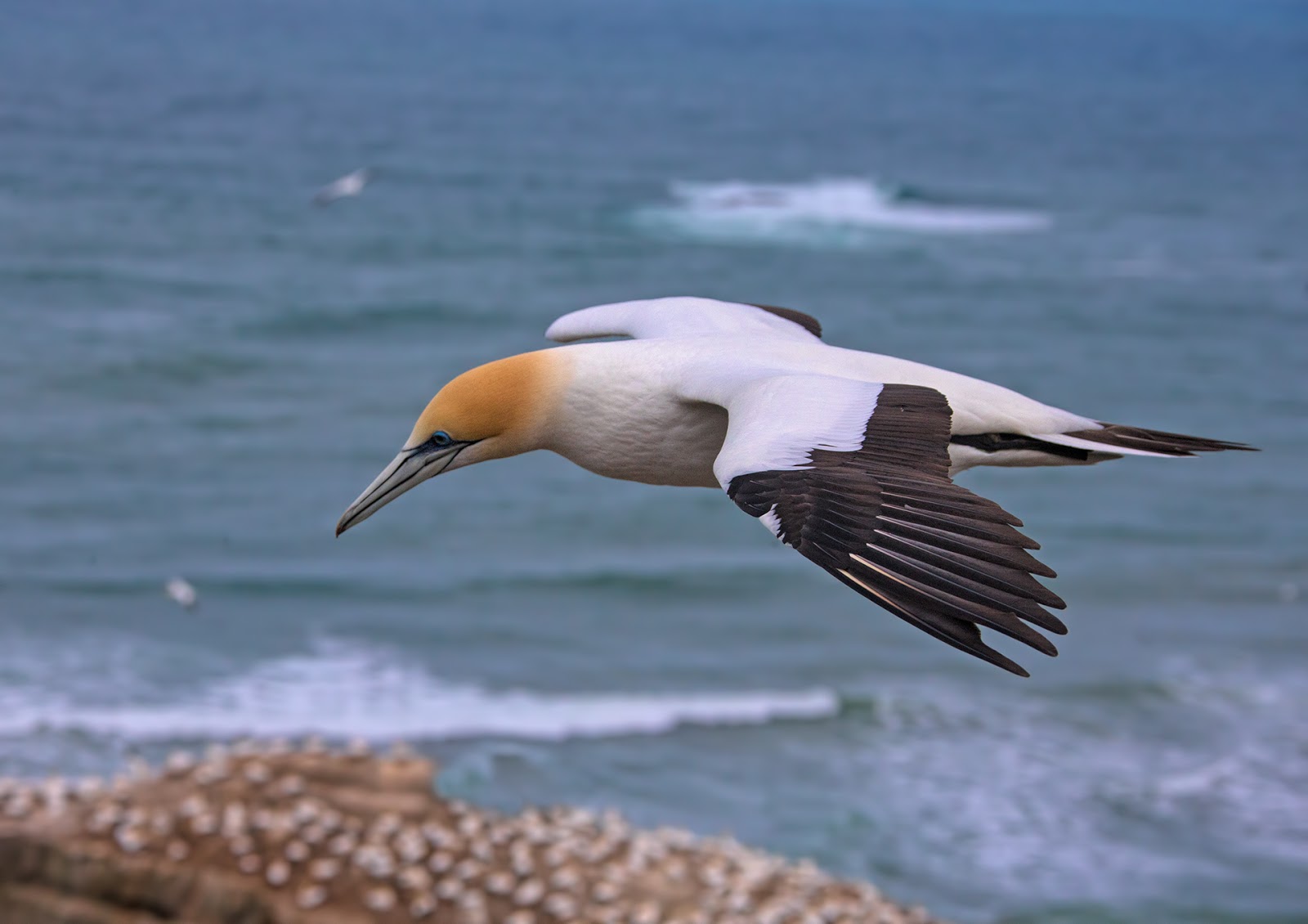 Photographing the Australasian Gannets at Muriwai, near Auckland, New ...