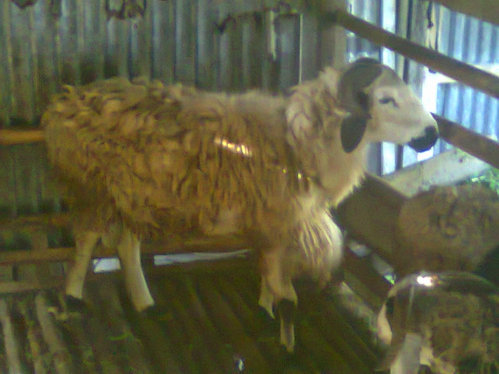 DI JUAL KAMBING JENIS GEMBEL: DI JUAL KAMBING JENIS GEMBEL