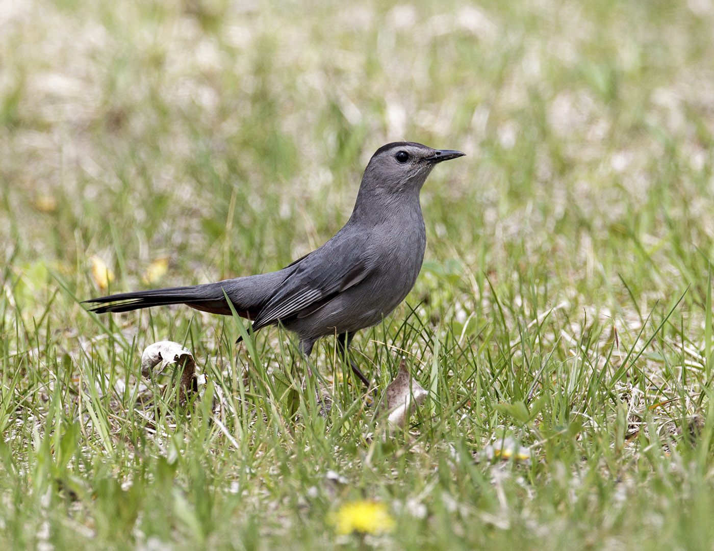pewit: Brown-headed Cowbird, Grey Catbird and Common Grackle