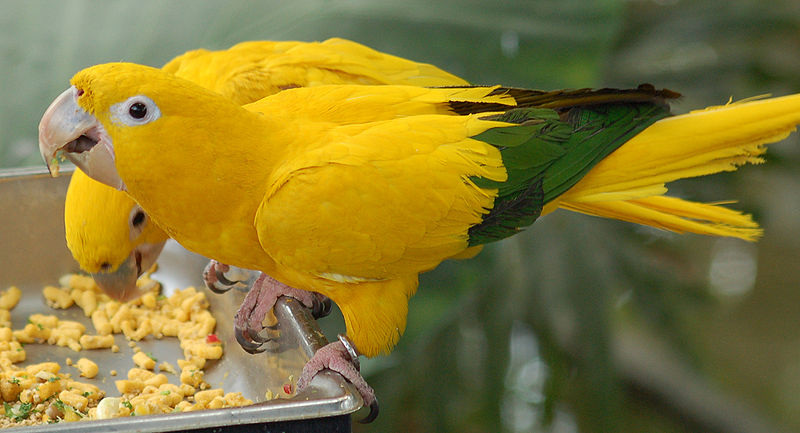 Golden Parakeet | The Life of Animals