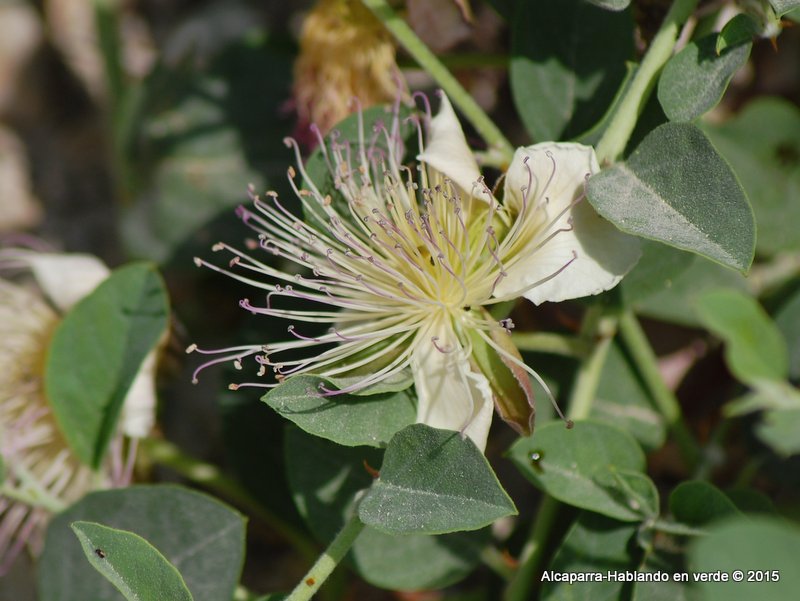 Hablando en verde: Alcaparra, Capparis spinosa