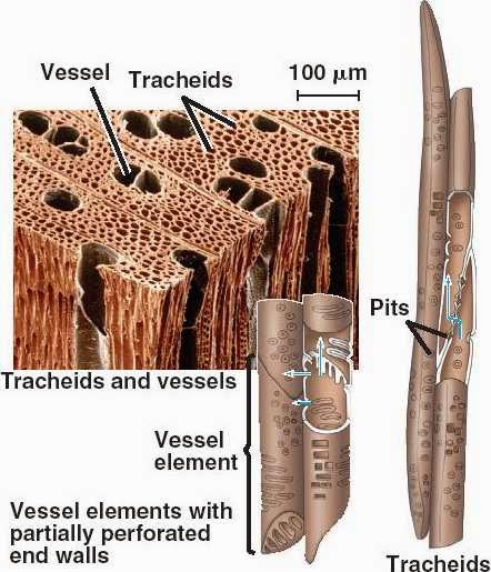 รายการ 92+ ภาพพื้นหลัง หน้าที่ของ Xylem และ Phloem ความละเอียด 2k, 4k