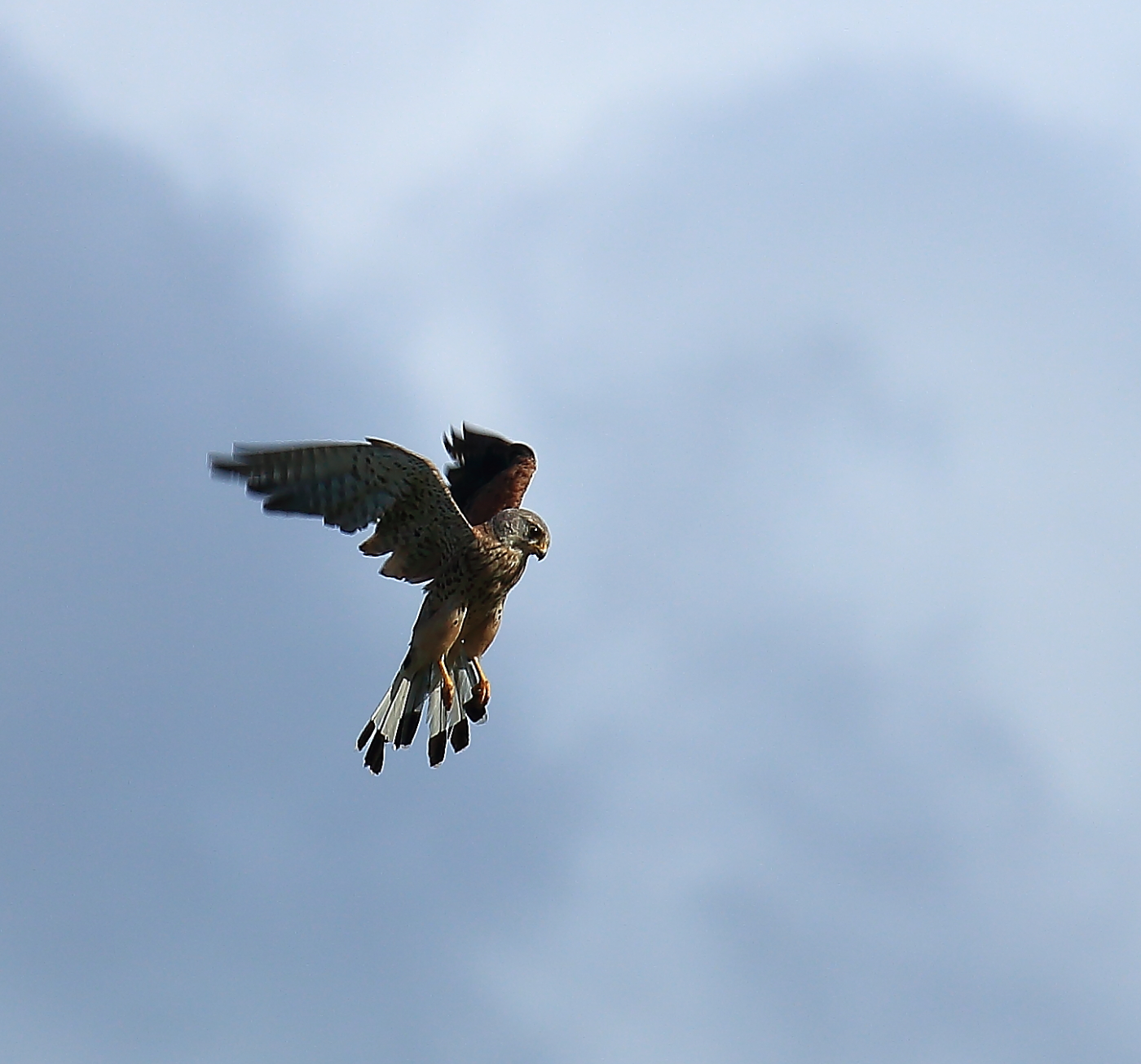 Passion-Apiculture. Le blog de l'Abeille Pat: Le faucon crécerelle en vol