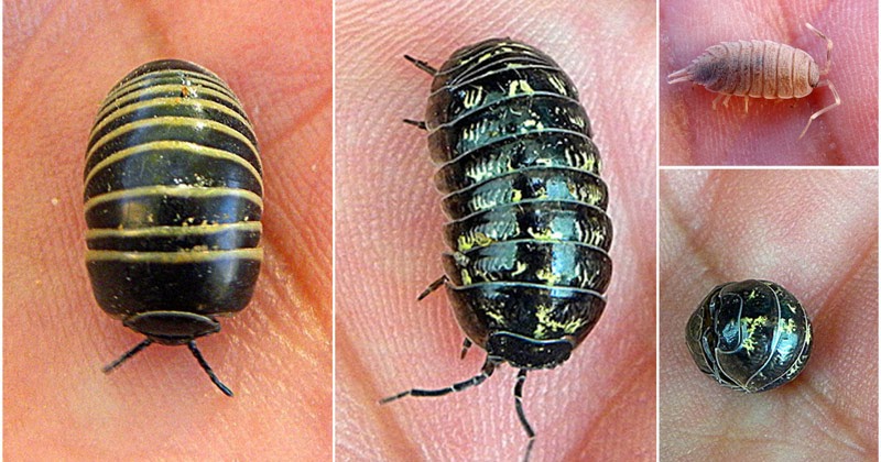 HUESCA Y LA SIERRA DE GUARA: ONISCÍDEOS Oniscidea Pierre André ...