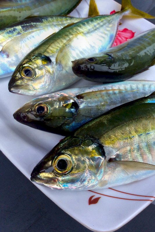 That fish looks familiar | dead-hungry