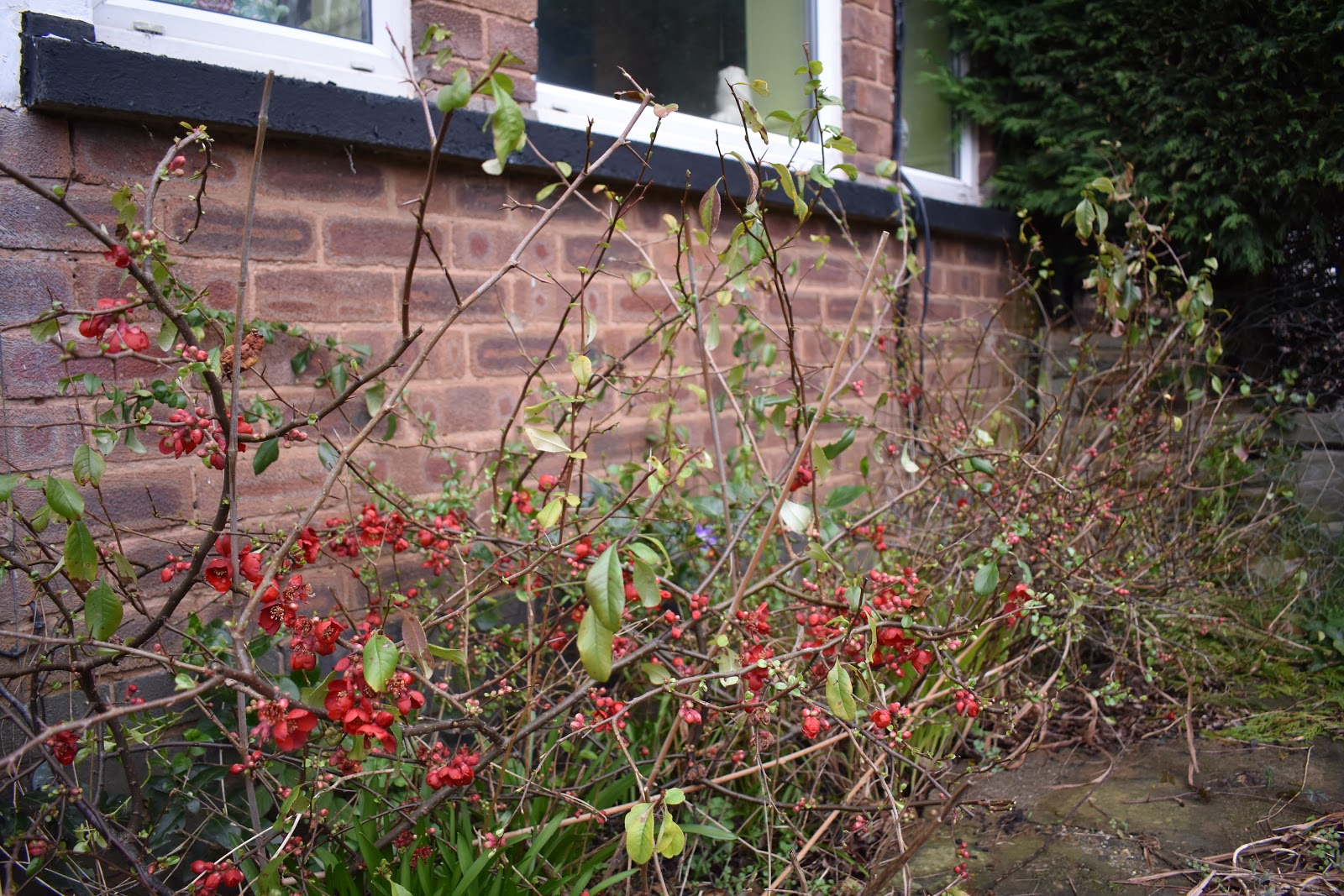 Flowering Quince Hedge