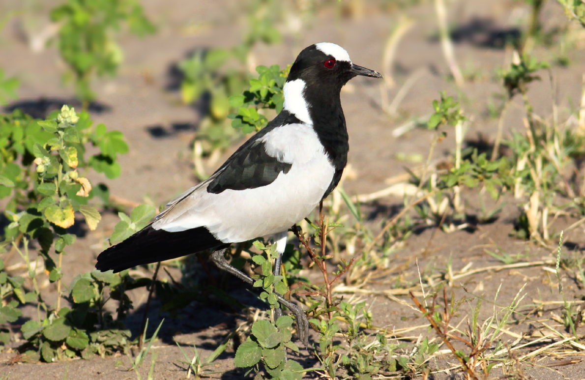 travelswithkathleen: Birds of Chobe